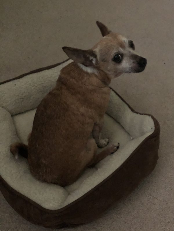 Native Voices: Christine Day on I Can Make This Promise - Cynthia ...